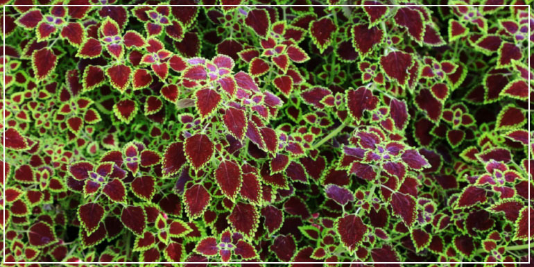 Coleus Forskohlii Nutrients and Benefits - VitaminHaat