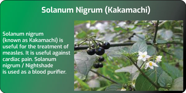Solanum Nigrum extracts role in Liver Protection. - VitaminHaat