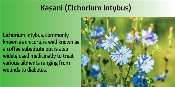 Hepatoprotective Role of Kasani (Cichorium intybus) for Liver Health ...